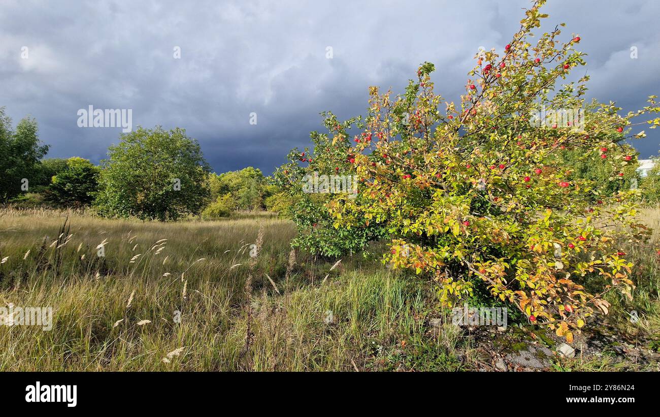 Apple tree in autumn Stock Photo - Alamy