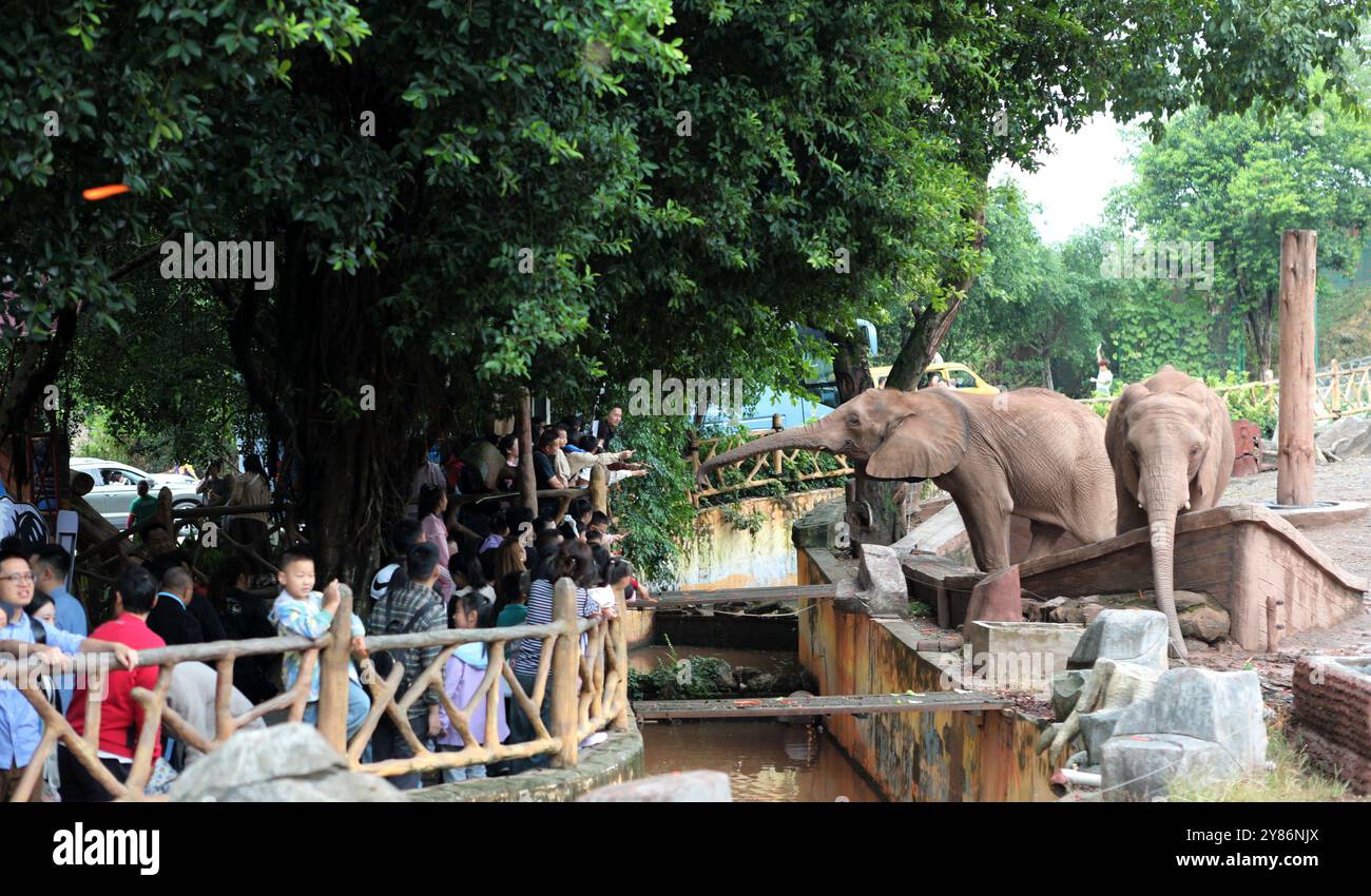 CHONGQING, CHINA - OCTOBER 3, 2024 - Visitors interact with elephants ...