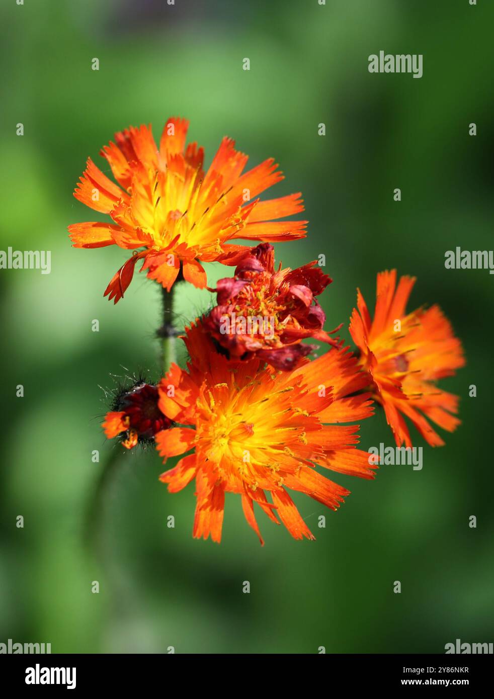 Orange Hawkweed, Fox-and-cubs, Devil's Paintbrush or Grim-the-collier ...