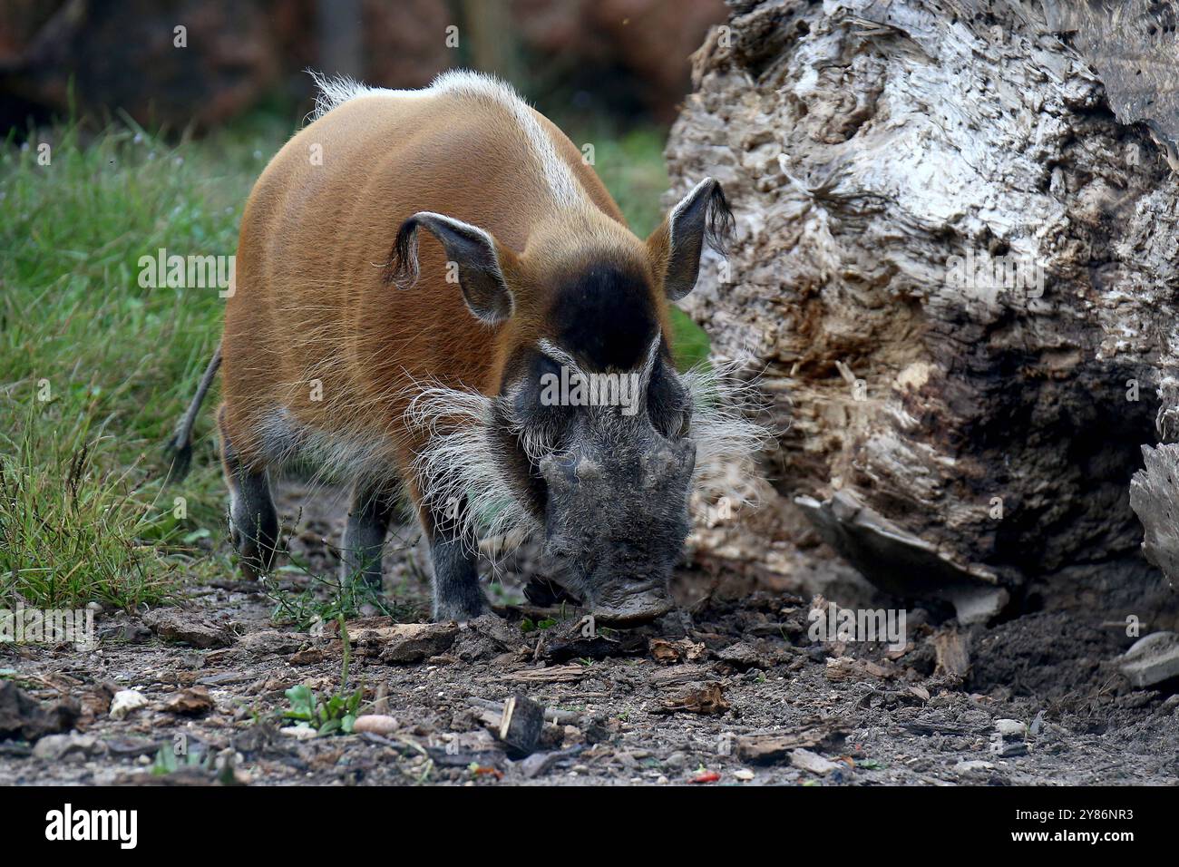 02.10.2024, xsvx, Reise Urlaub, Italien Gardasee emwir, v.l. Fauna Park ...