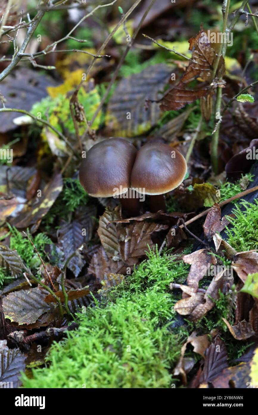 Butter Cap Fungus or Buttery Collibia, Rhodocollybia butyracea ...