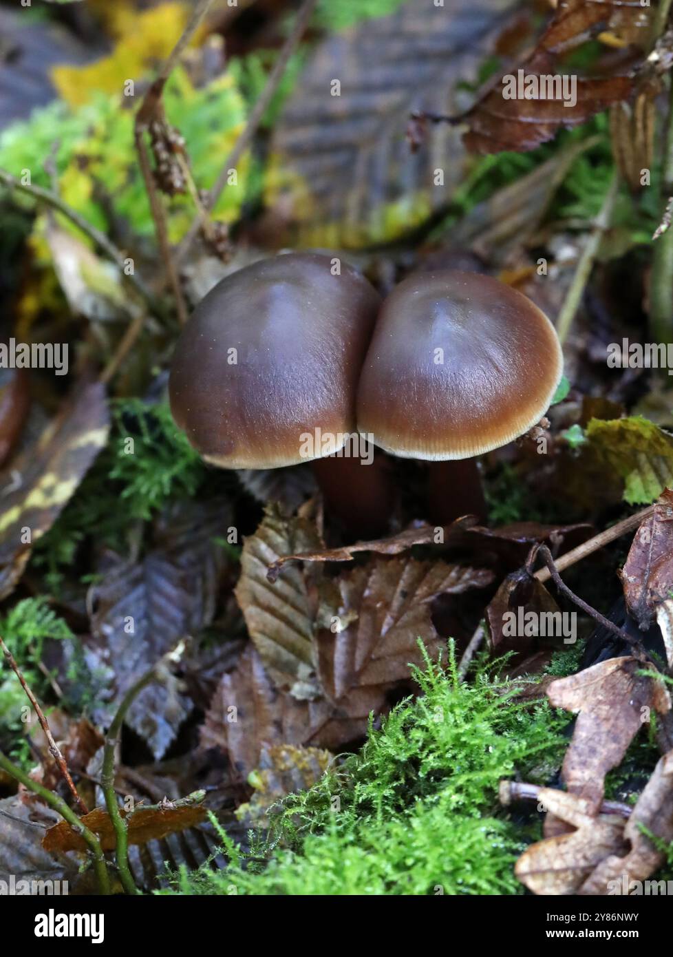Butter Cap Fungus or Buttery Collibia, Rhodocollybia butyracea ...