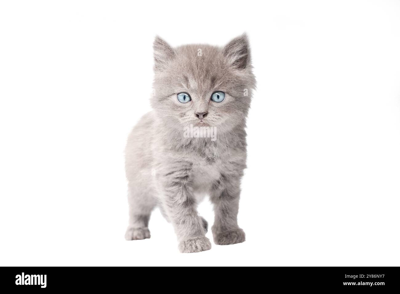 Big eyes lens Cut Out Stock Images & Pictures - Alamy