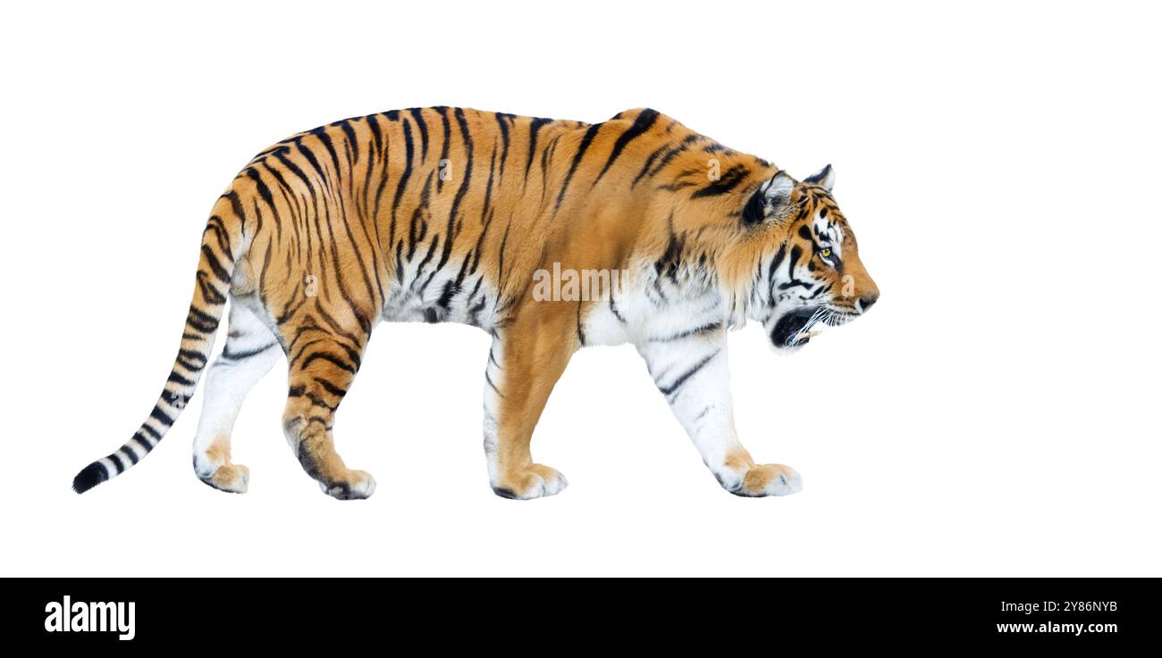 tiger walking isolated on white background Stock Photo - Alamy