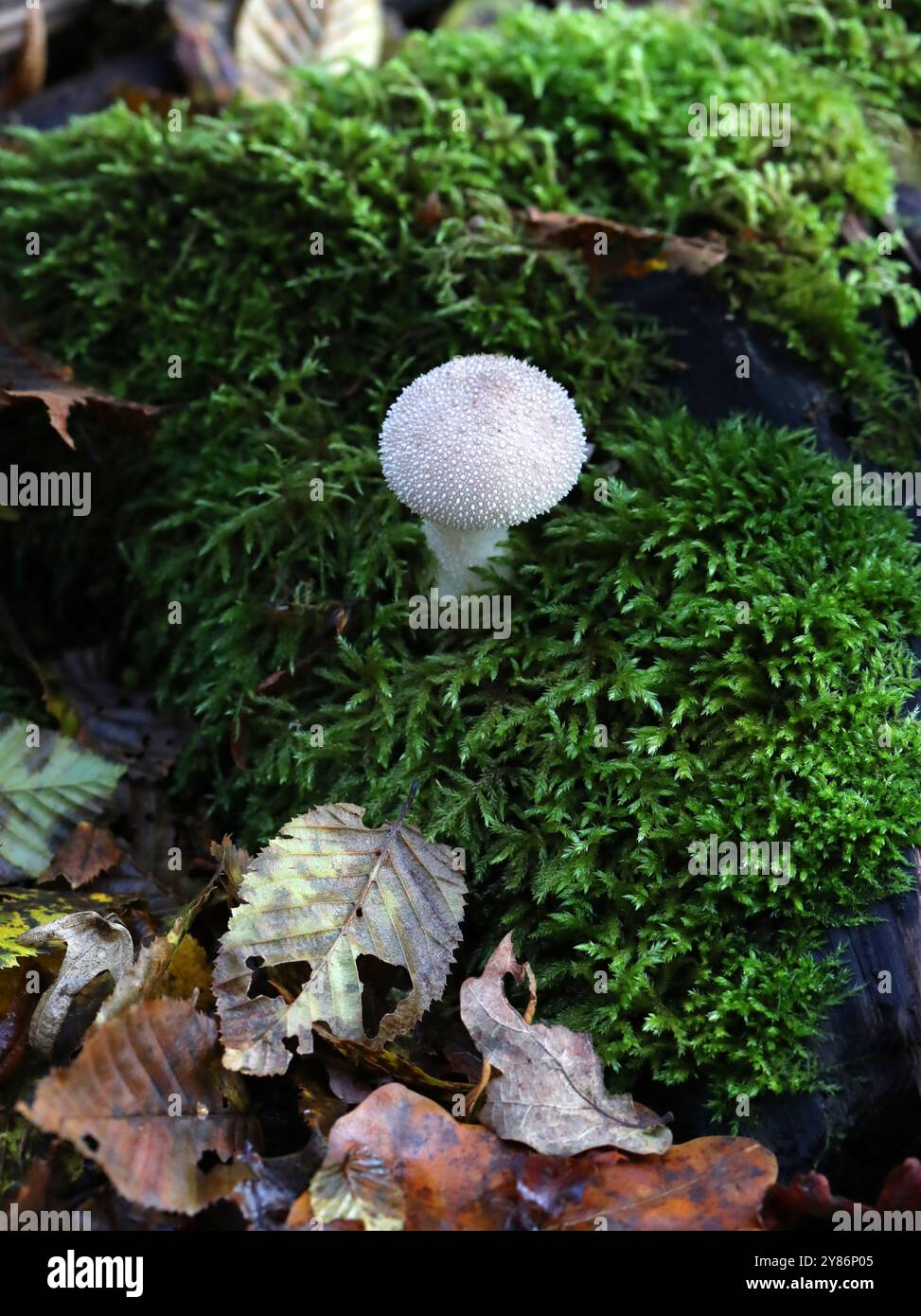 Natturepix hi-res stock photography and images - Alamy