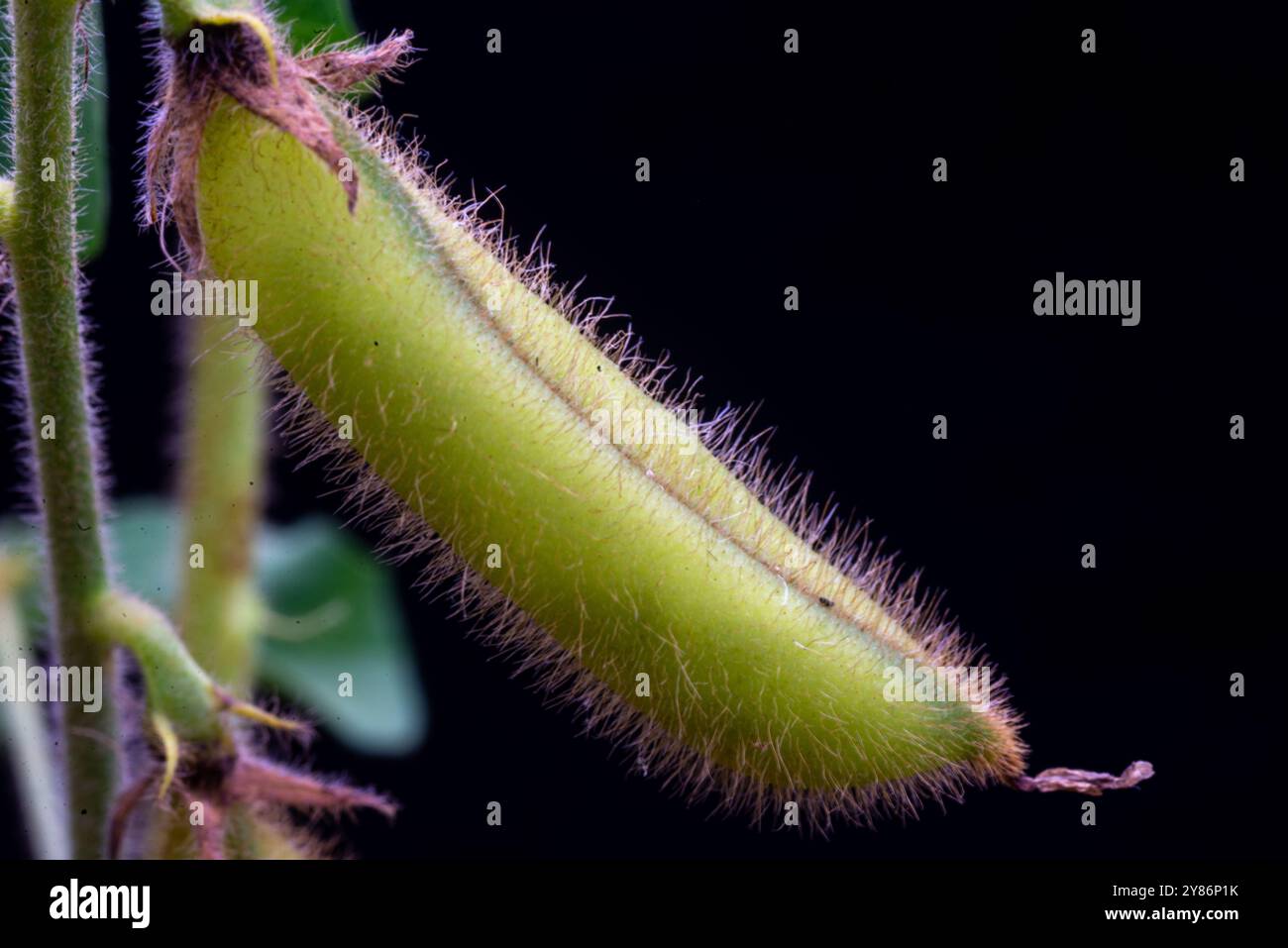 Woolly rattlepod ( Crotalaria incana Stock Photo - Alamy