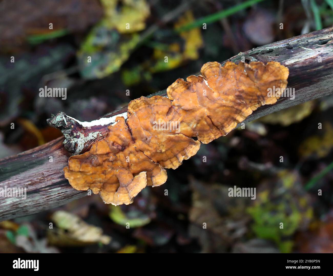 Hairy Stereum Fungus, Stereum hirsutum, Stereaceae. Aka Hairy Curtain ...