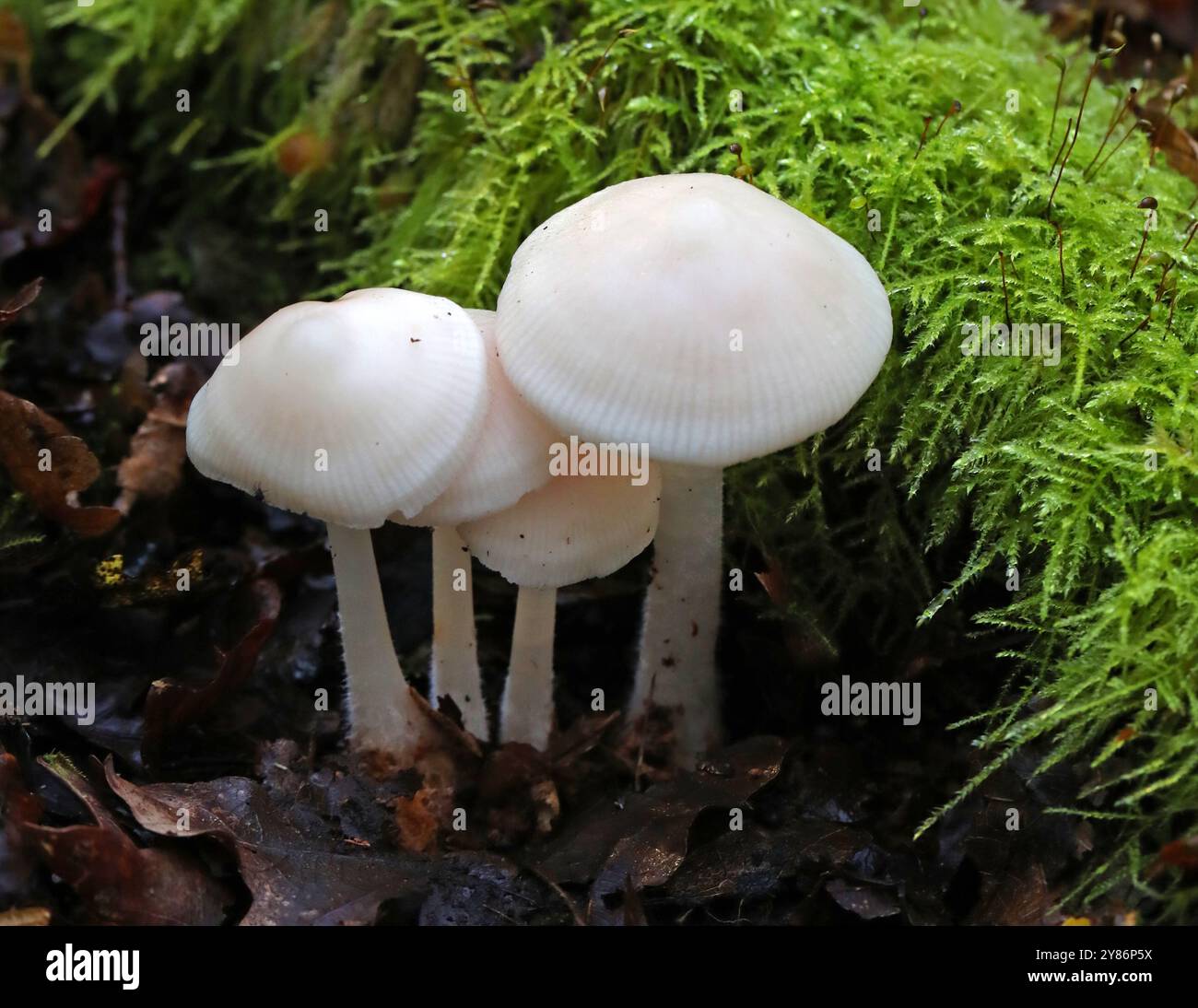 Mycena pura var alba hi-res stock photography and images - Alamy
