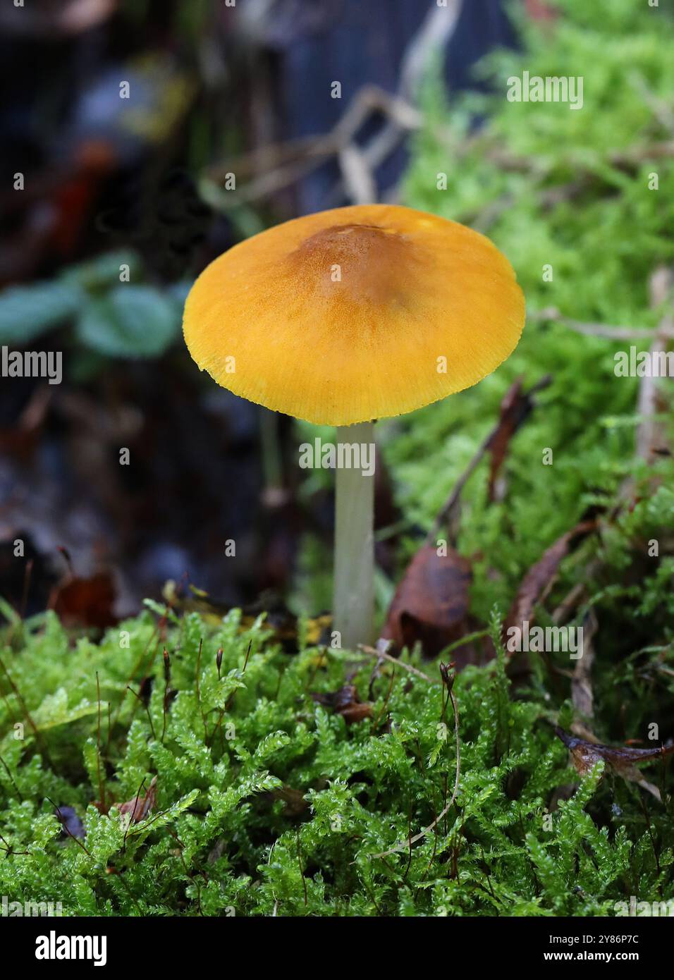 Pluteus luteovirens hi-res stock photography and images - Alamy