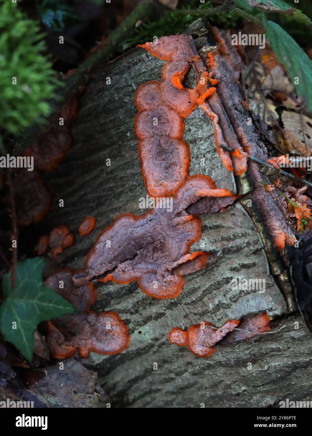 Wrinkled Crust, Phlebia radiata, Meruliaceae. A highly variable ...