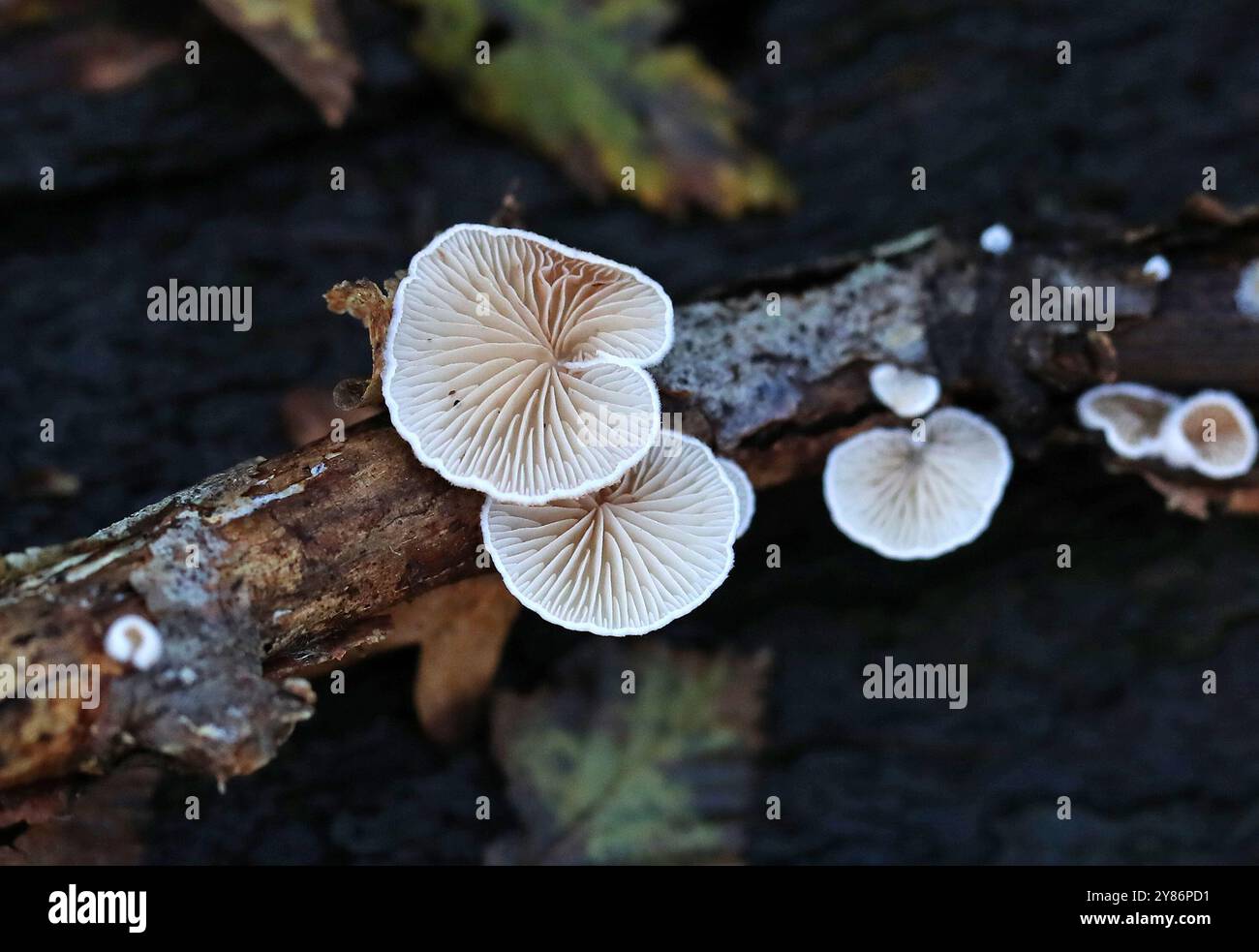 Grass Oysterling, Crepidotus epibryus, Crepidotaceae. Crepidotus ...