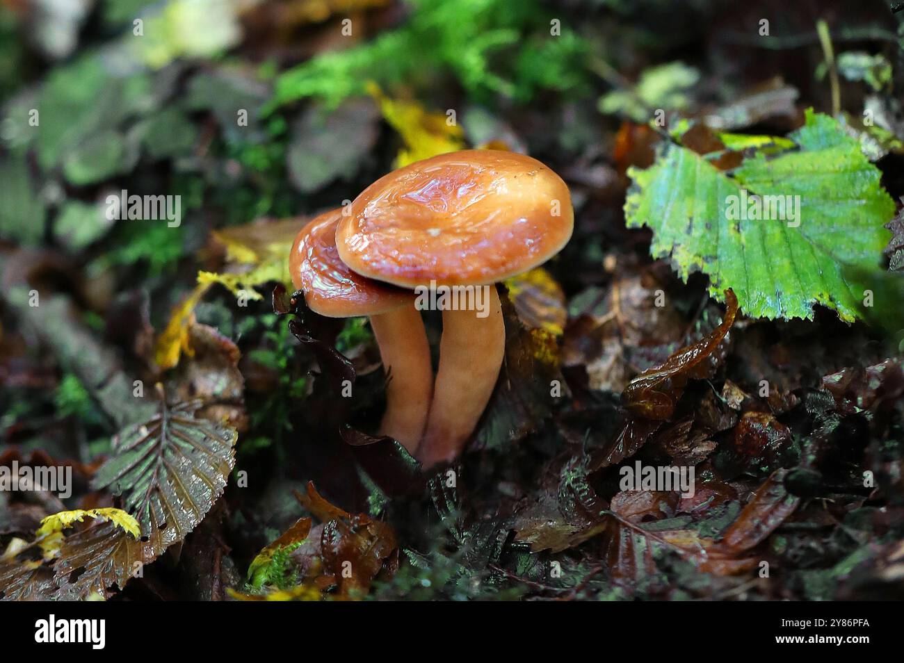 Tamarack jack hi-res stock photography and images - Alamy