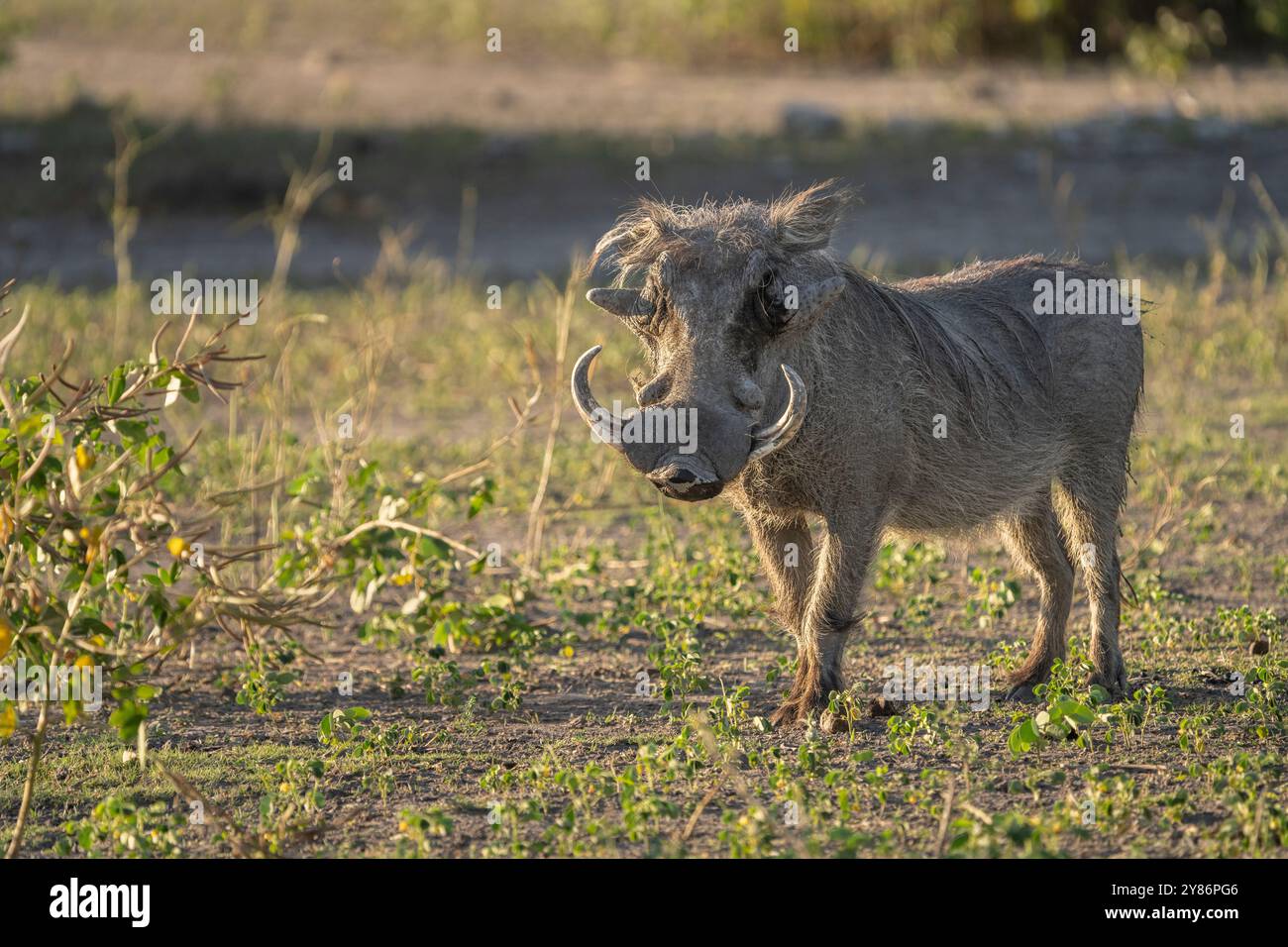 Warthog (Phacochoerus africanus) single animal with large tusks facing the camera, front view ...