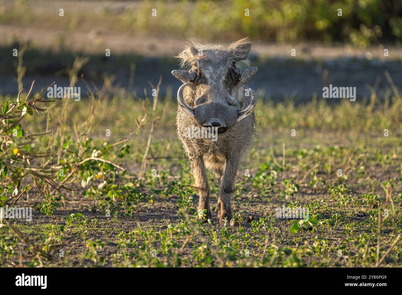Warthog (Phacochoerus africanus) single animal with large tusks facing the camera, front view ...