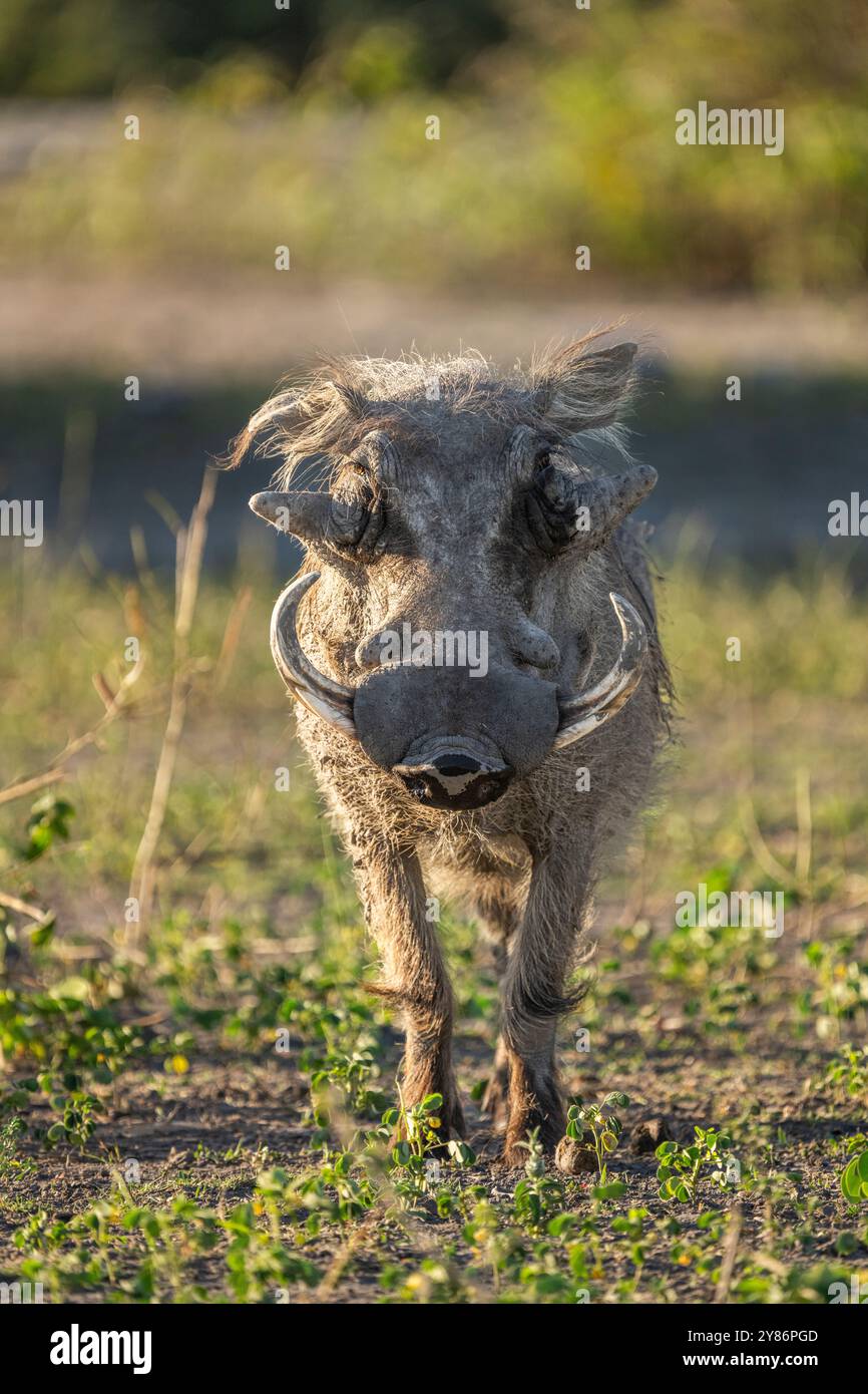 Warthog (Phacochoerus africanus) single animal with large tusks facing ...