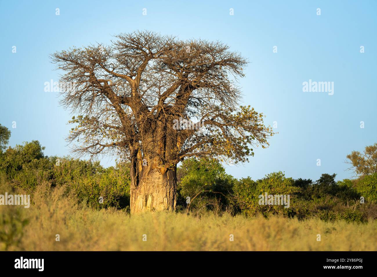 Baobab Tree (Adansonia digitata) standing in the African savannah at ...