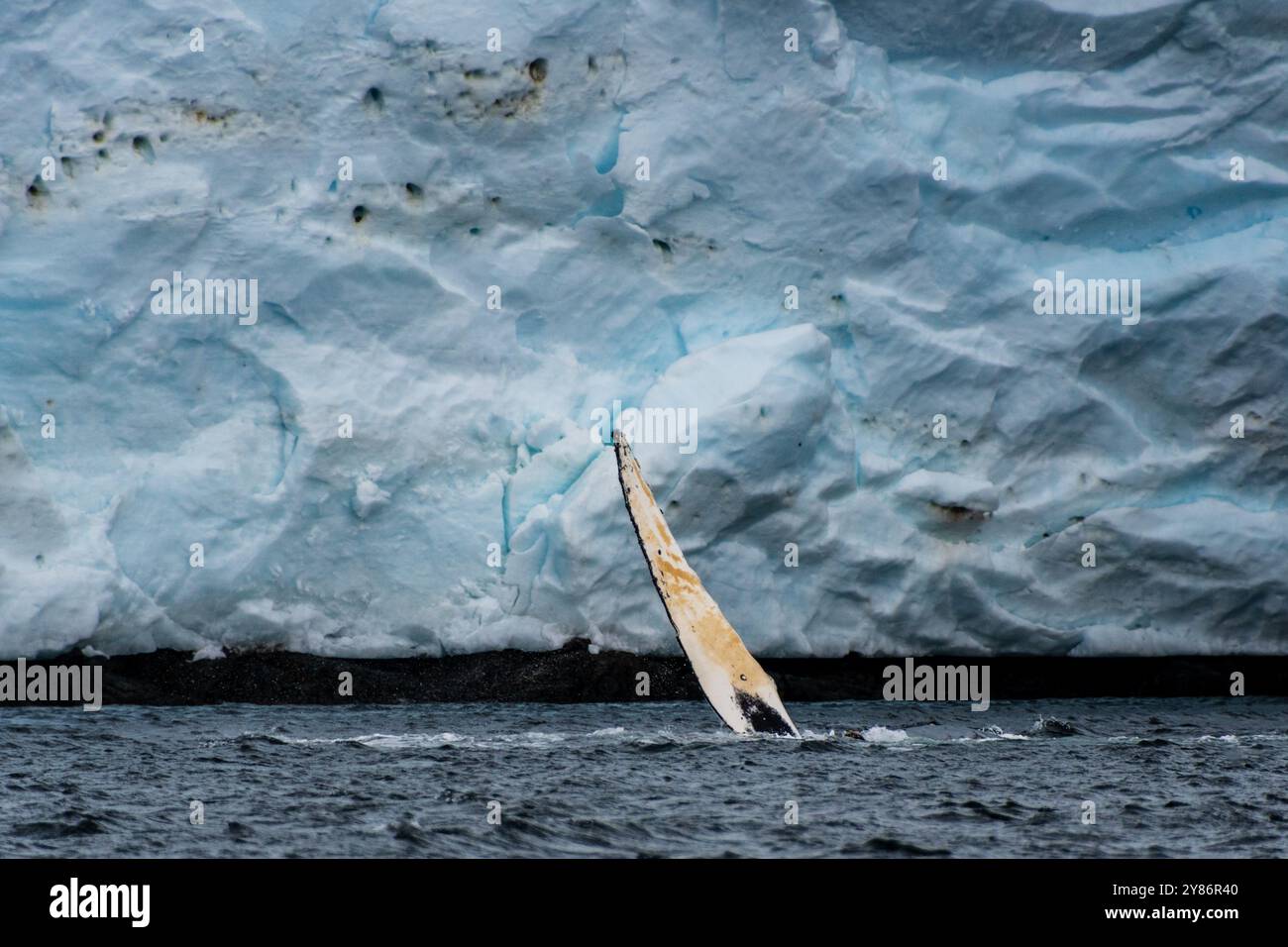 Close-up of the lateral fin of a feeding Humpback Whale -Megaptera ...