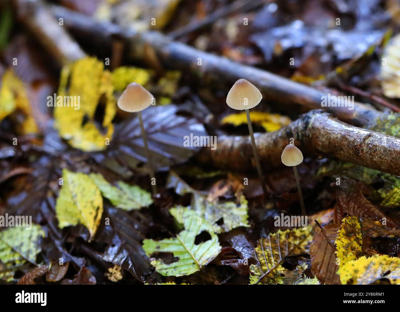 Snapping Bonnet, Mycena vitilis, Mycenaceae. Bricket Wood ...