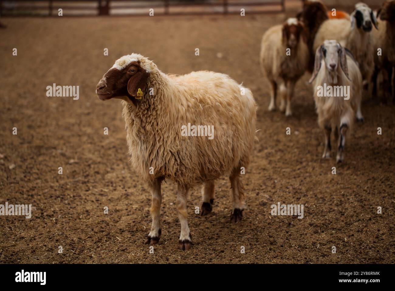 Gaziantep, Turkey. 19 October 2021. Sheep at the “Grand Farms” in the ...
