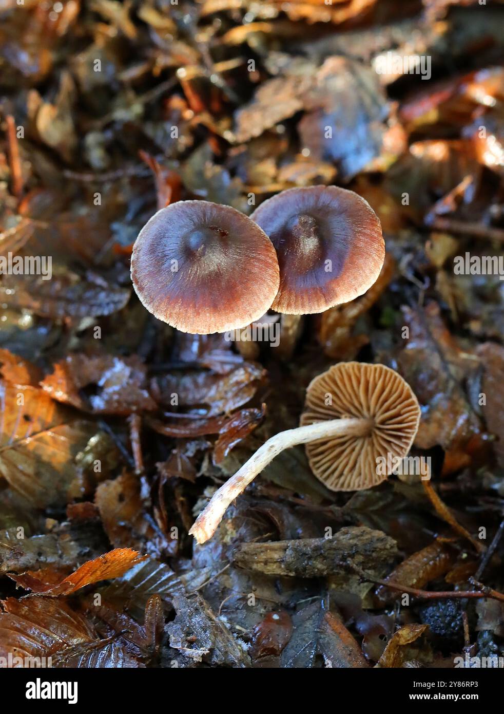 Fungus gills hi-res stock photography and images - Alamy