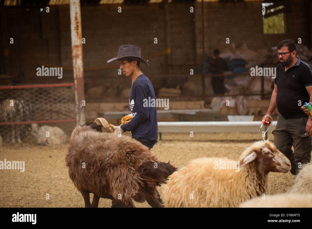 Sick goats hi-res stock photography and images - Alamy