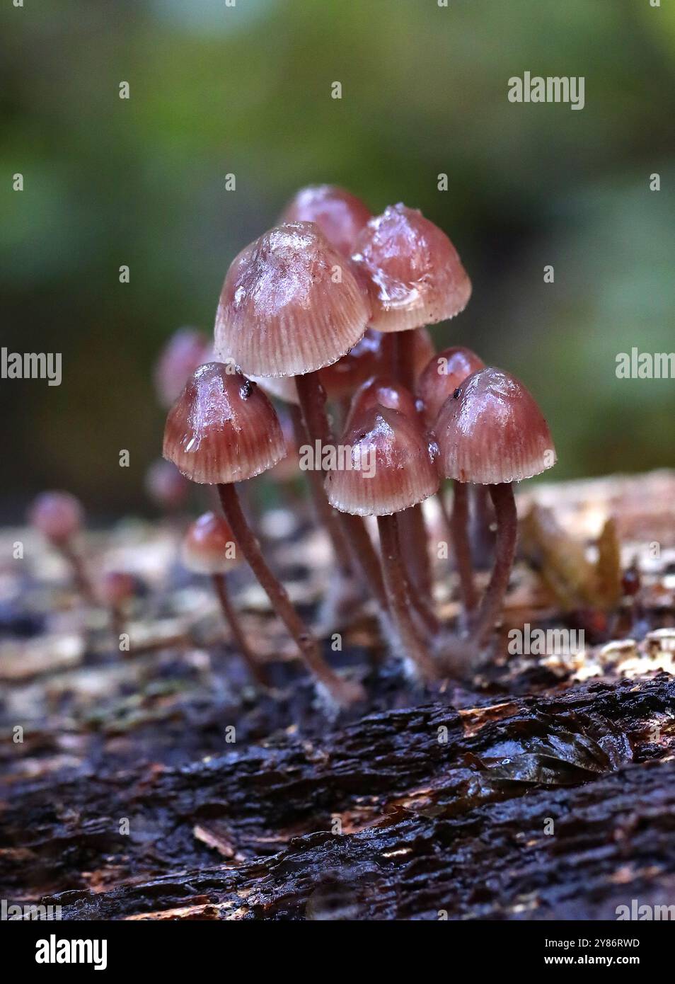 Clustered bonnet fungi hi-res stock photography and images - Alamy