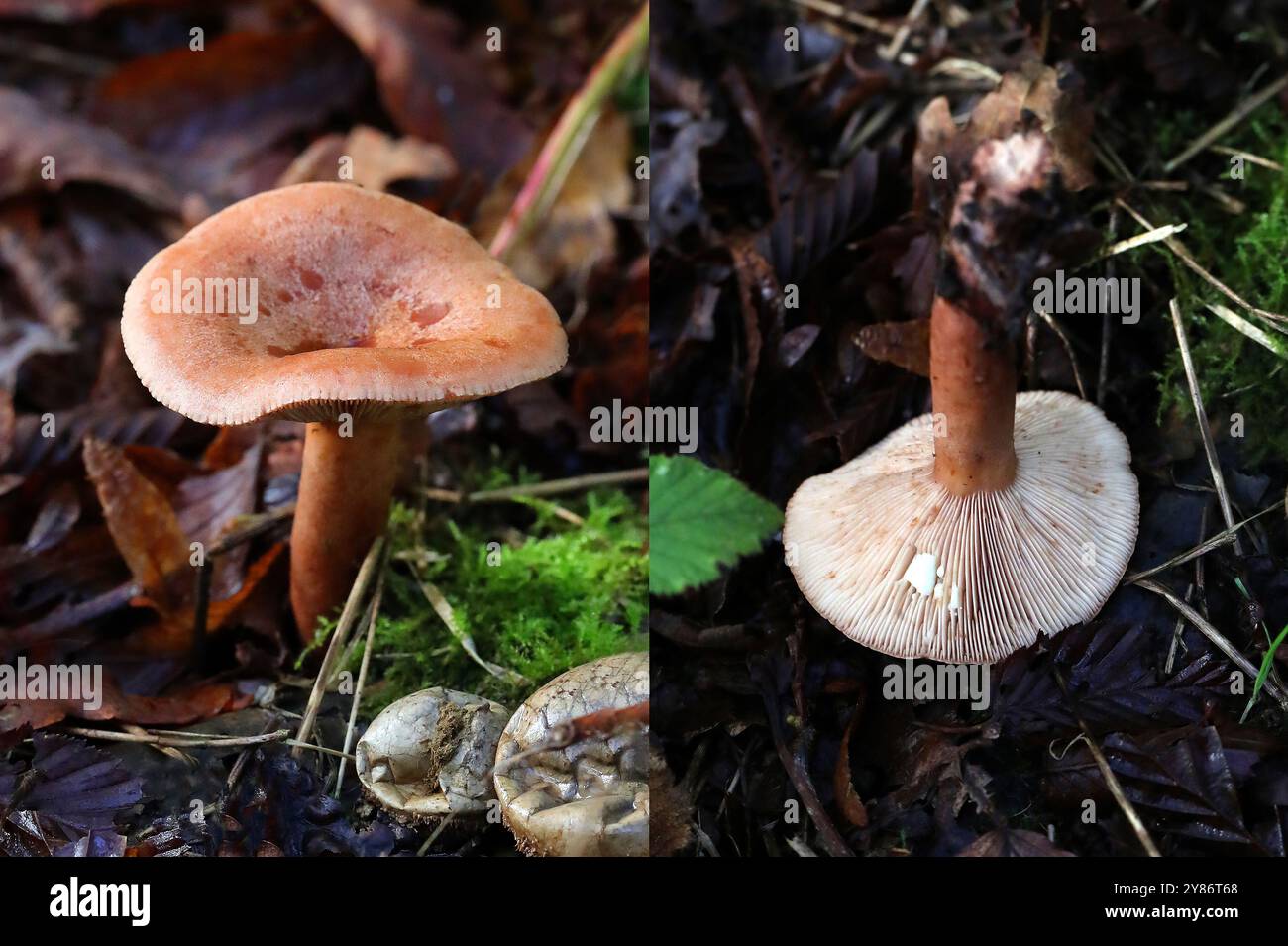 Oakbug milkcap hi-res stock photography and images - Alamy