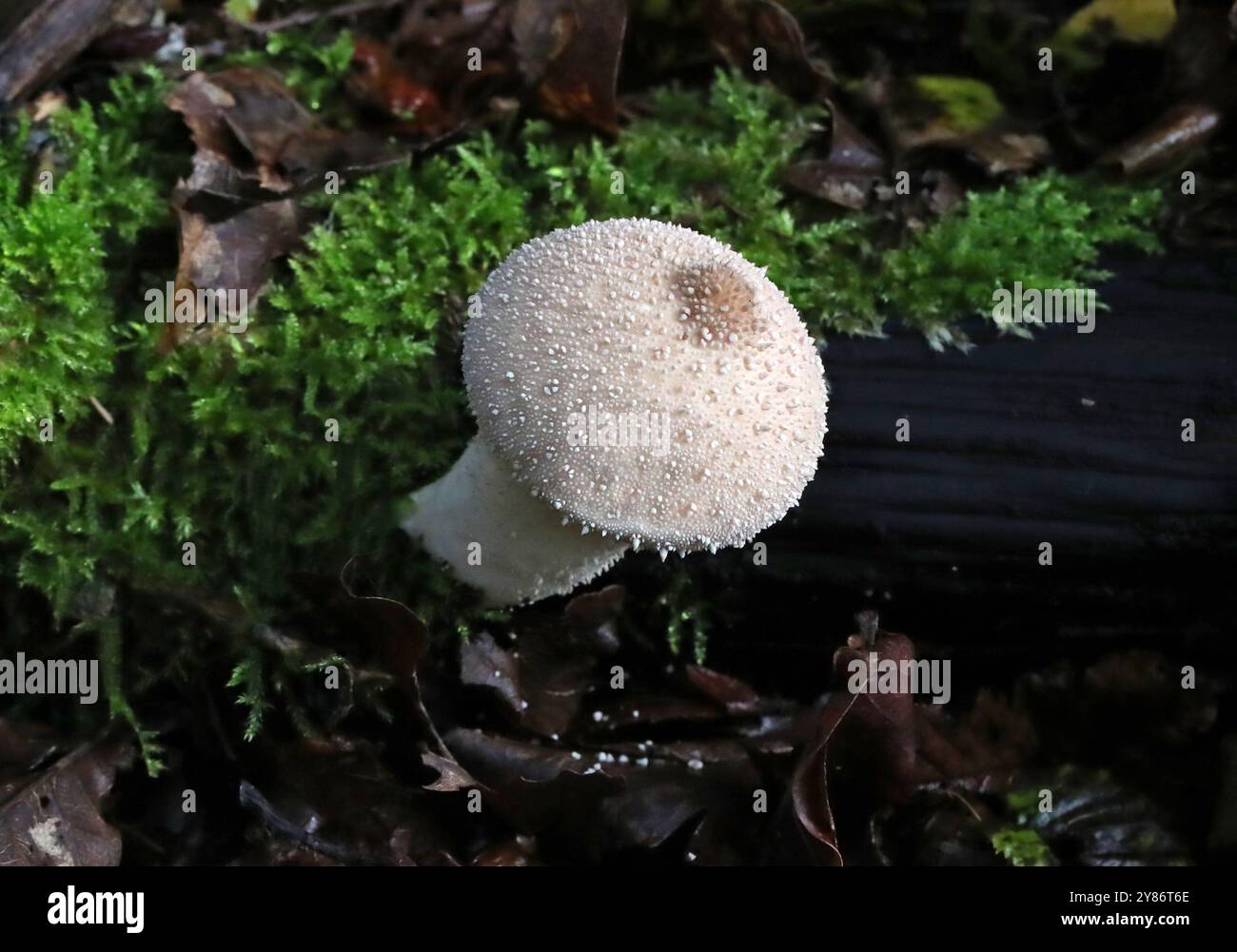 Common Puffball Fungi, Lycoperdon Perlatum, Lycoperdaceae Stock Photo ...