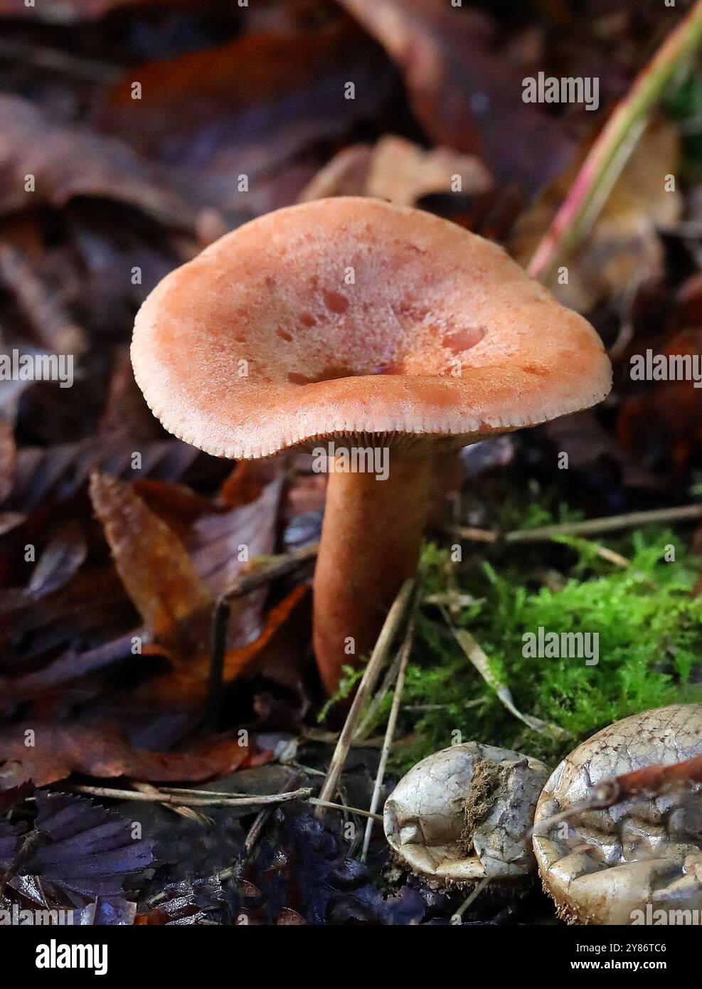 Oakbug hi-res stock photography and images - Alamy
