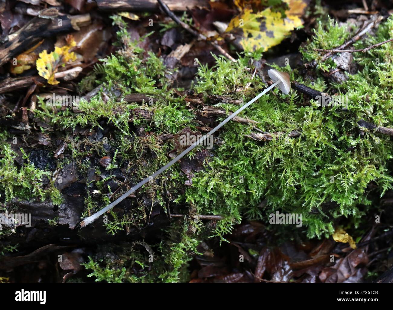 Snapping Bonnet, Mycena vitilis, Mycenaceae. Bricket Wood ...