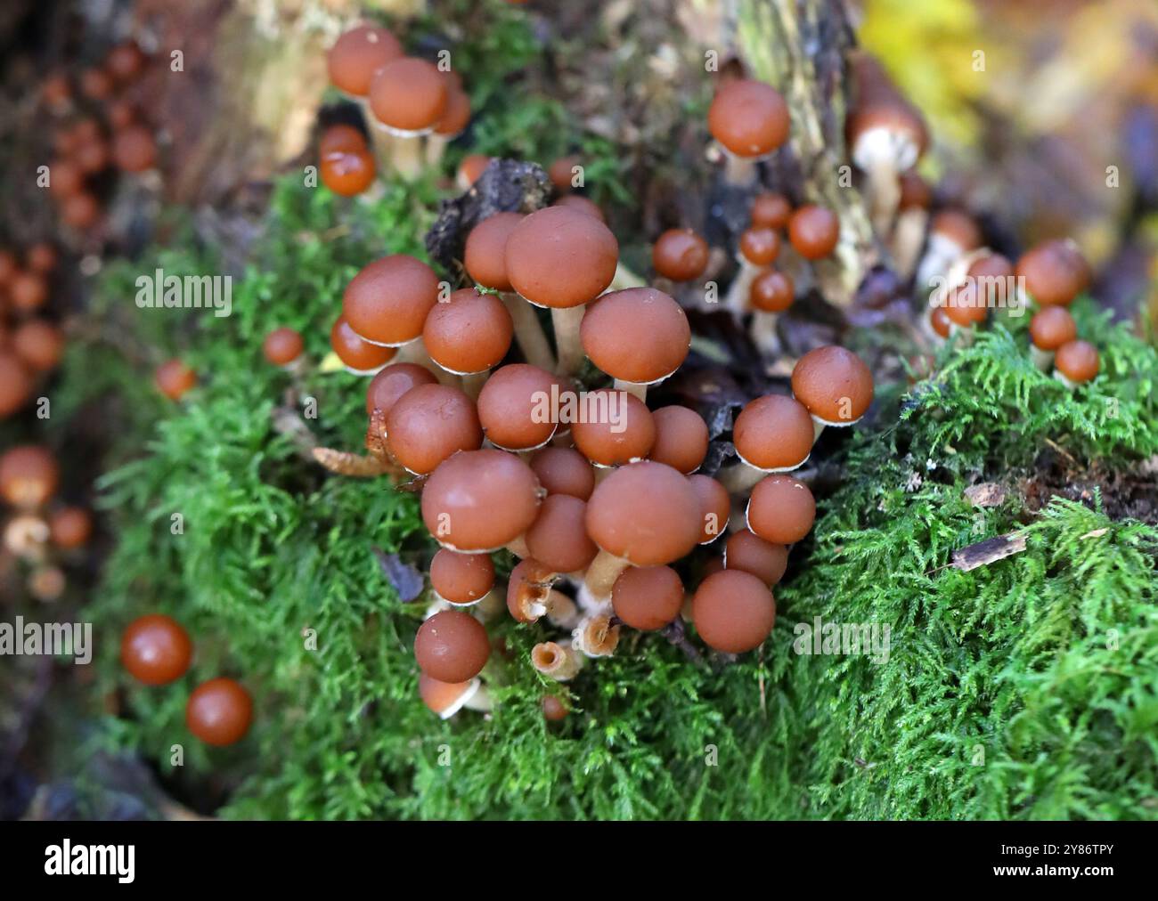 Common Stump Brittlestem, Psathyrella piluliformis, Psathyrellaceae ...