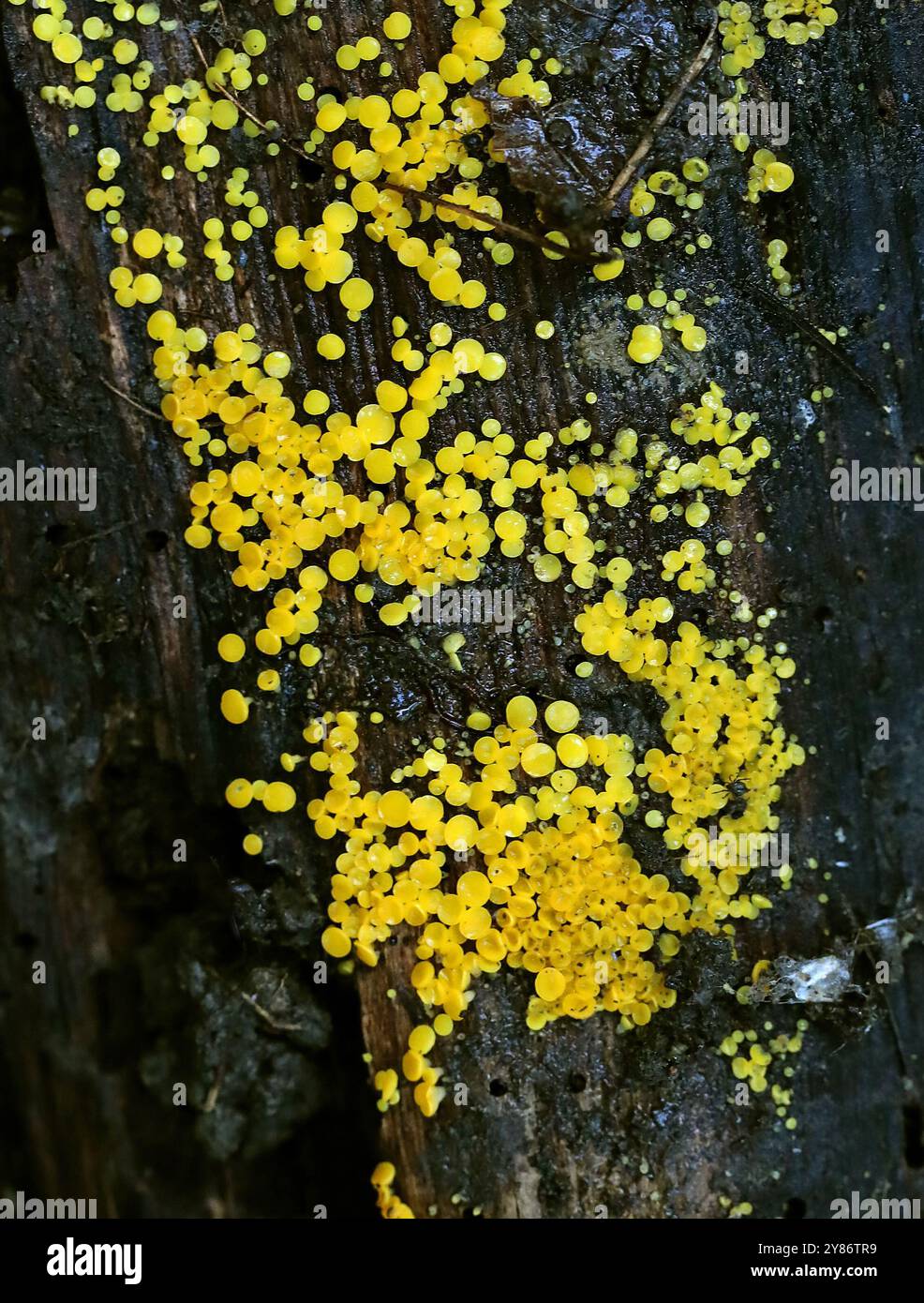 Lemon Disco Fungus, Bisporella citrina, Helotiaceae. Syn. Bisporella ...