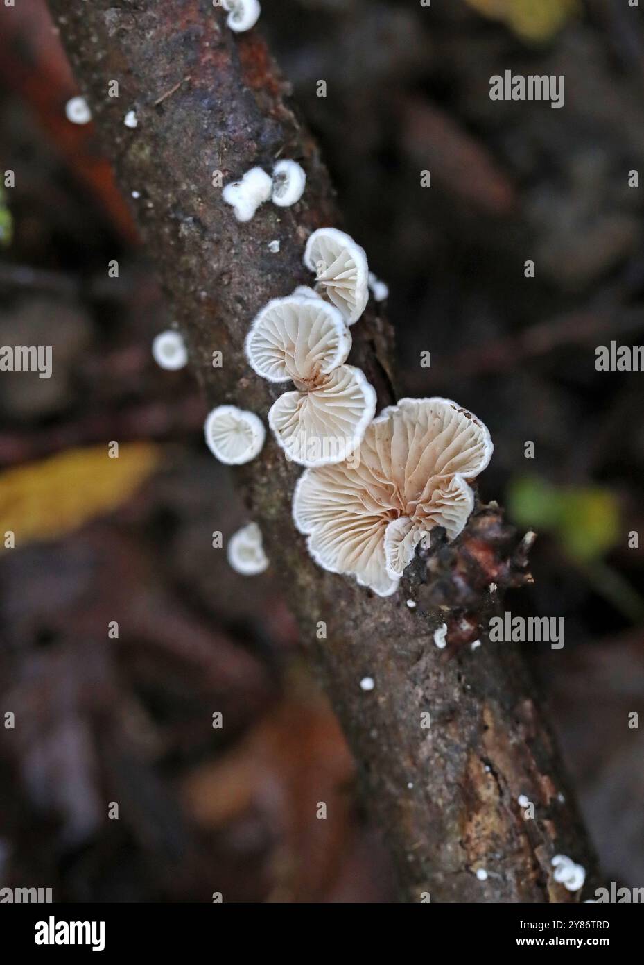 Grass Oysterling, Crepidotus epibryus, Crepidotaceae. Crepidotus ...