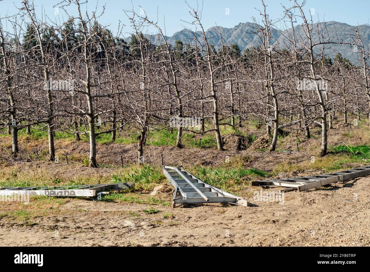 Three metal fruit picking ladders on the ground with empty fruit trees ...