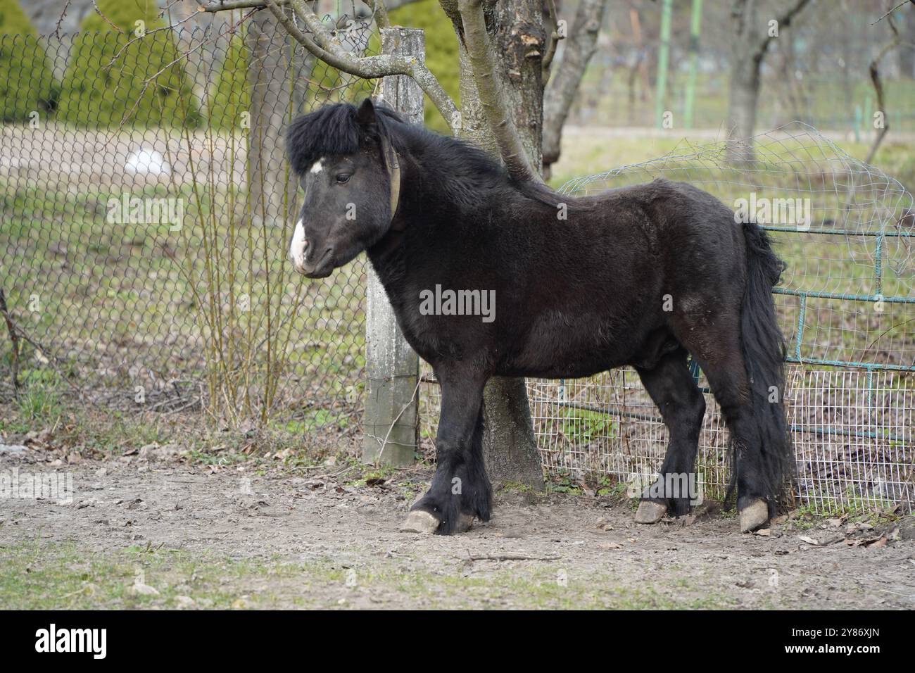 The pony stands at full height against the background of the fence and ...