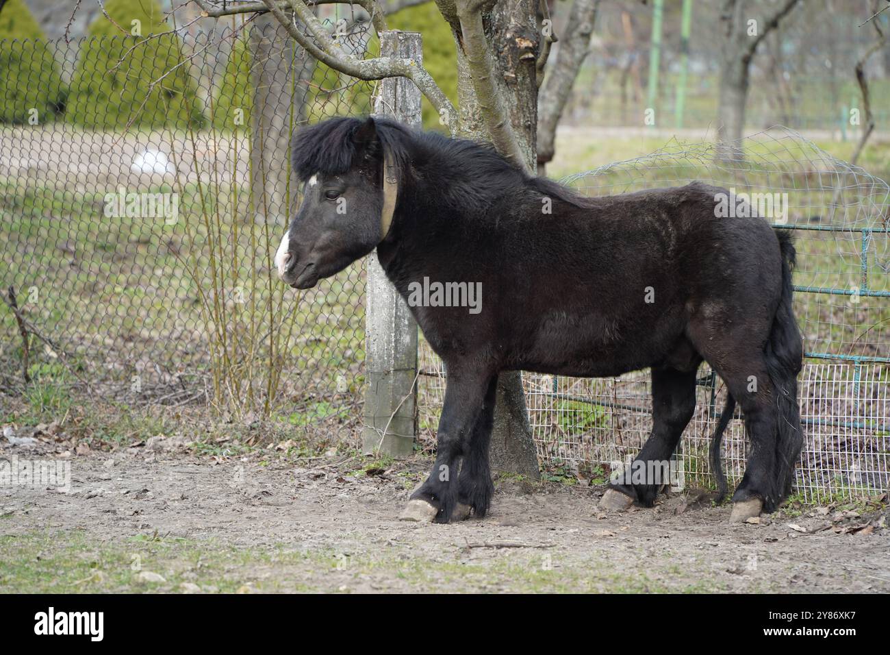 The pony stands at full height against the background of the fence and ...