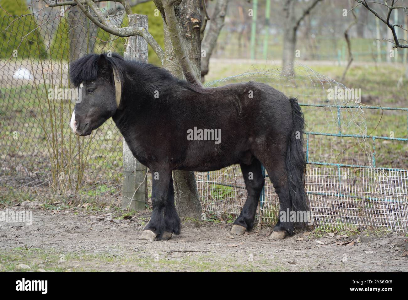 The pony stands at full height against the background of the fence and ...