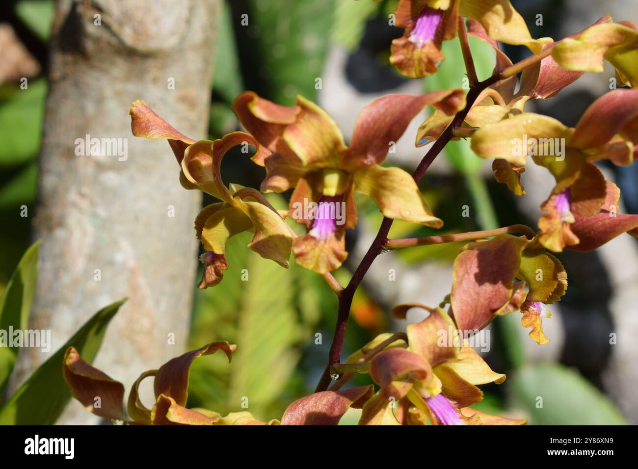 Creative layout made of plants. Lay flat. Natural concept Stock Photo ...