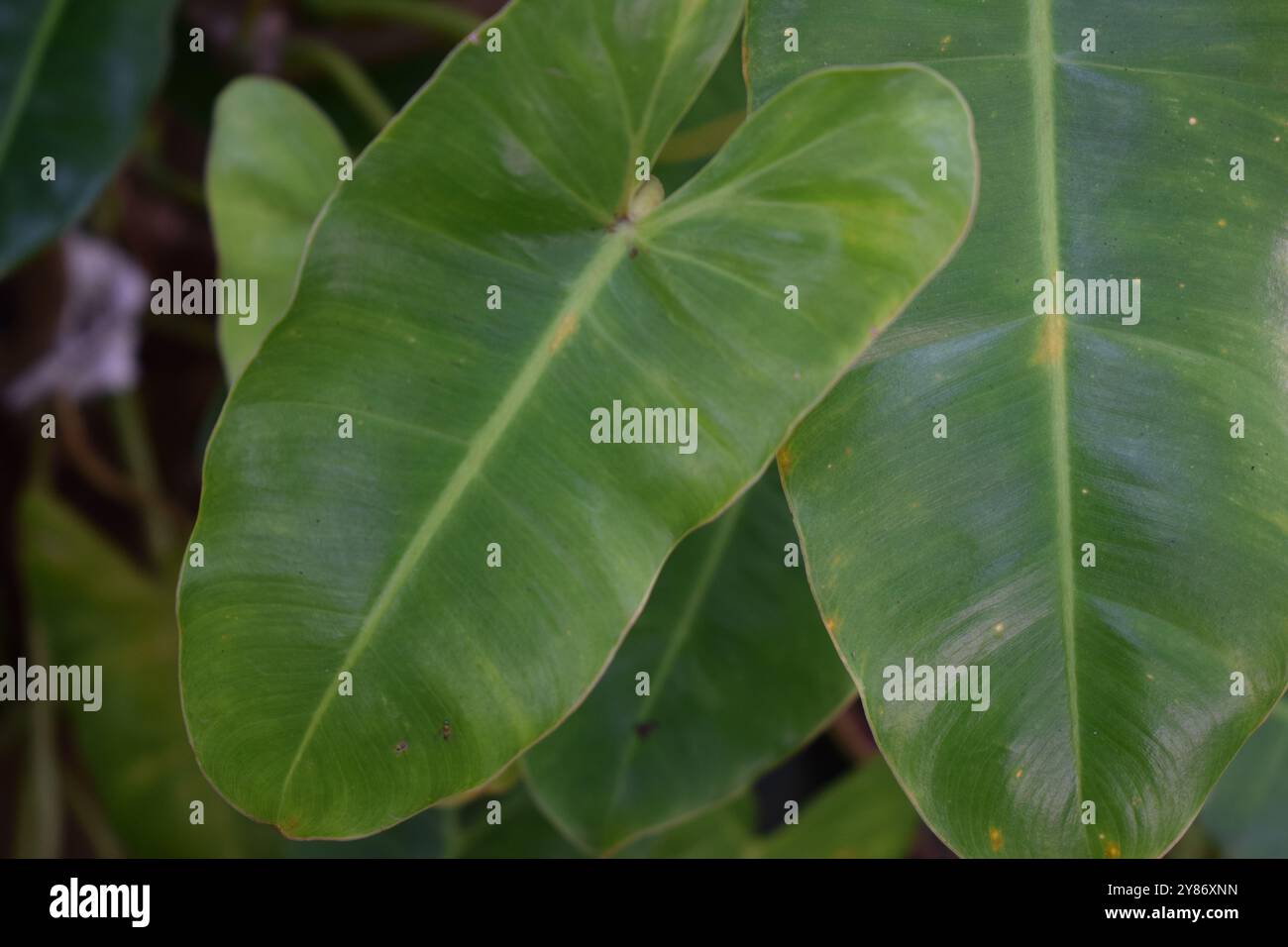 Creative layout made of plants. Lay flat. Natural concept Stock Photo ...