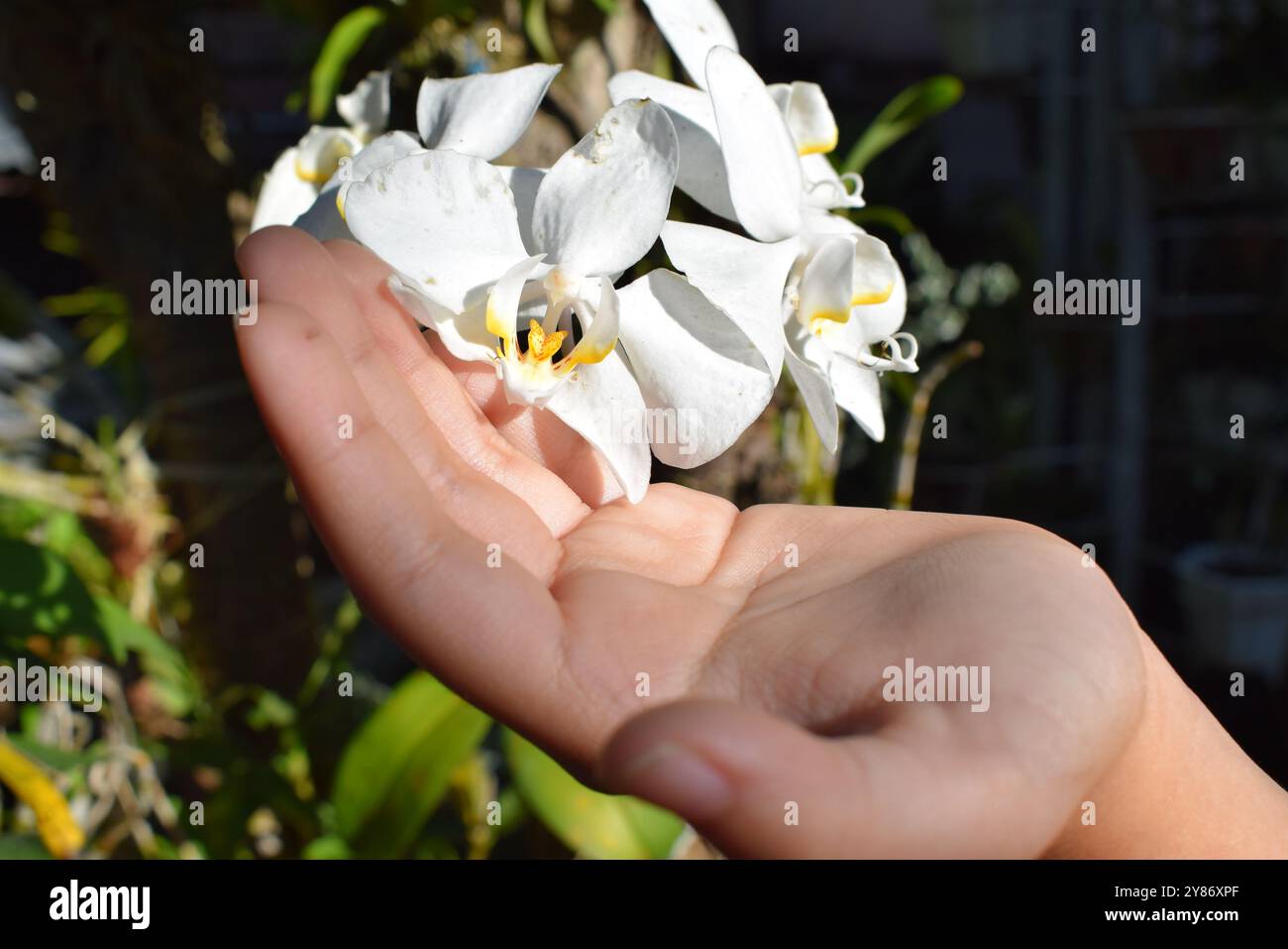 Creative layout made of plants. Lay flat. Natural concept Stock Photo ...