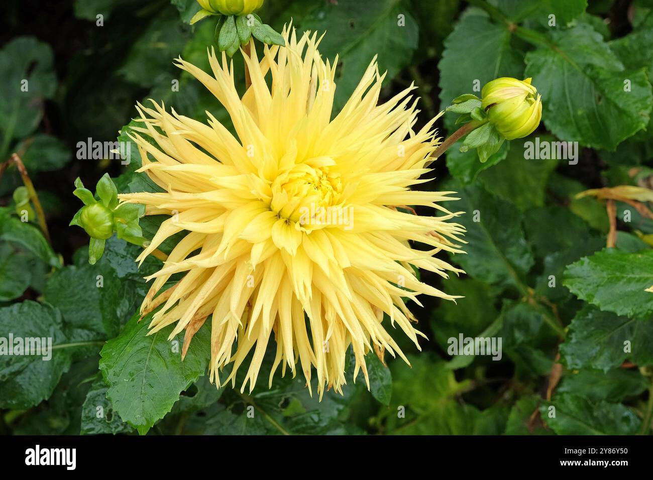 Bright yellow fimbriated or fringed Dahlia ‘Encore’ in flower Stock ...