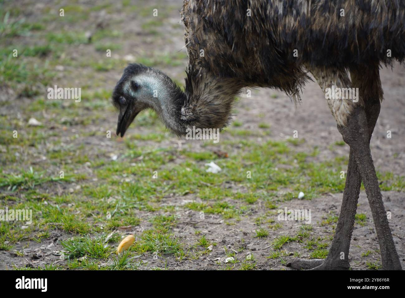 The ostrich is looking for food on the ground. Ostrich legs and head ...