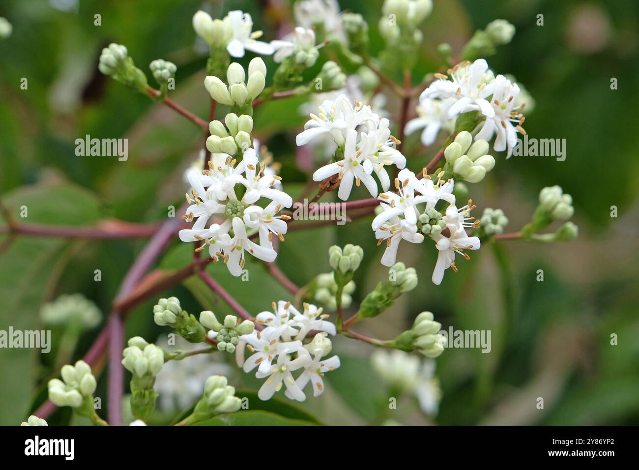White Heptacodium miconioides, the seven son flower tree, in bloom ...