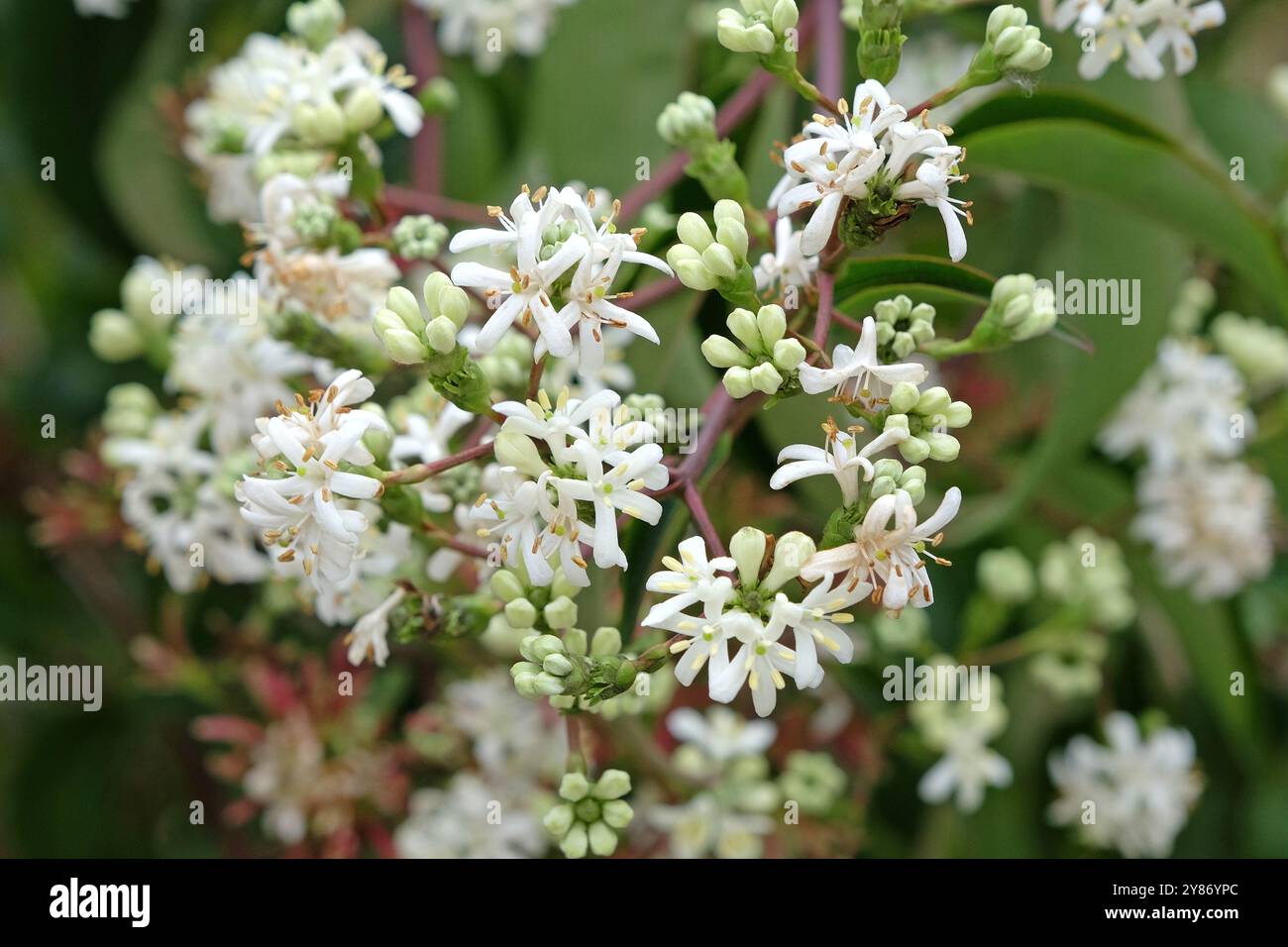 White Heptacodium miconioides, the seven son flower tree, in bloom ...