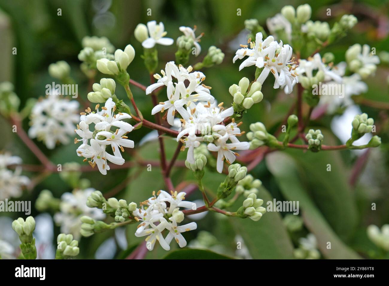 White Heptacodium miconioides, the seven son flower tree, in bloom ...