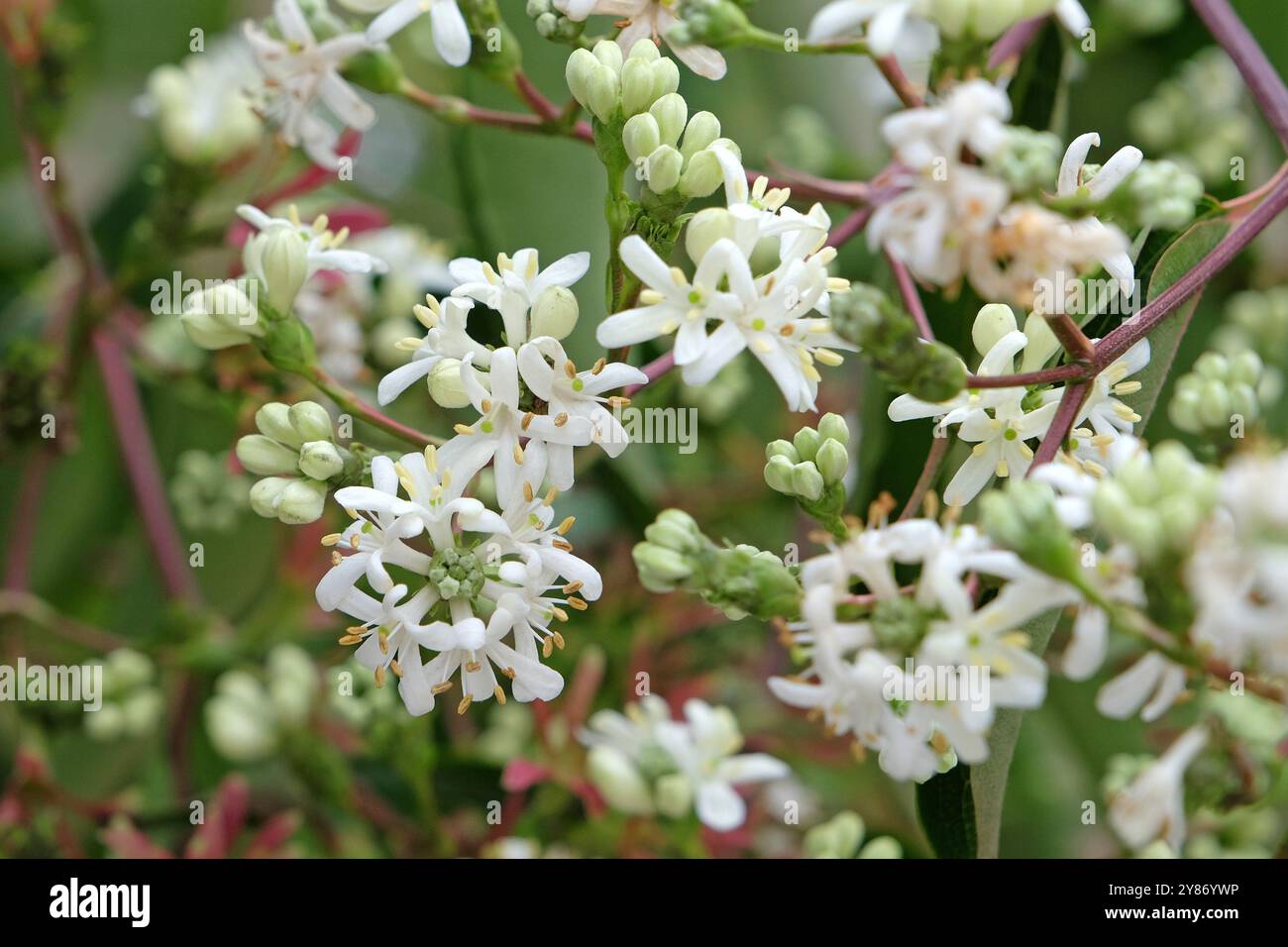 White Heptacodium miconioides, the seven son flower tree, in bloom ...
