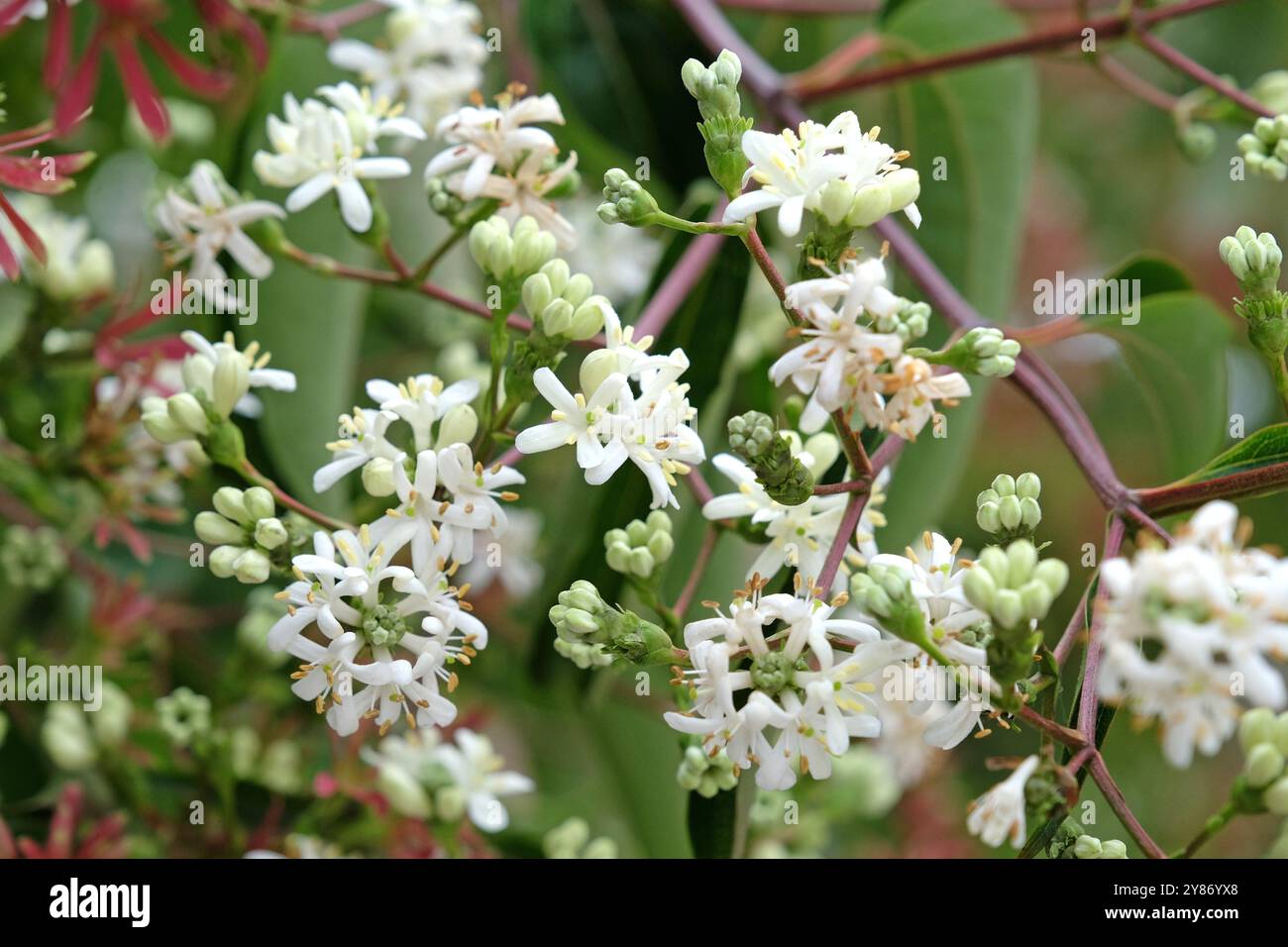 White Heptacodium miconioides, the seven son flower tree, in bloom ...