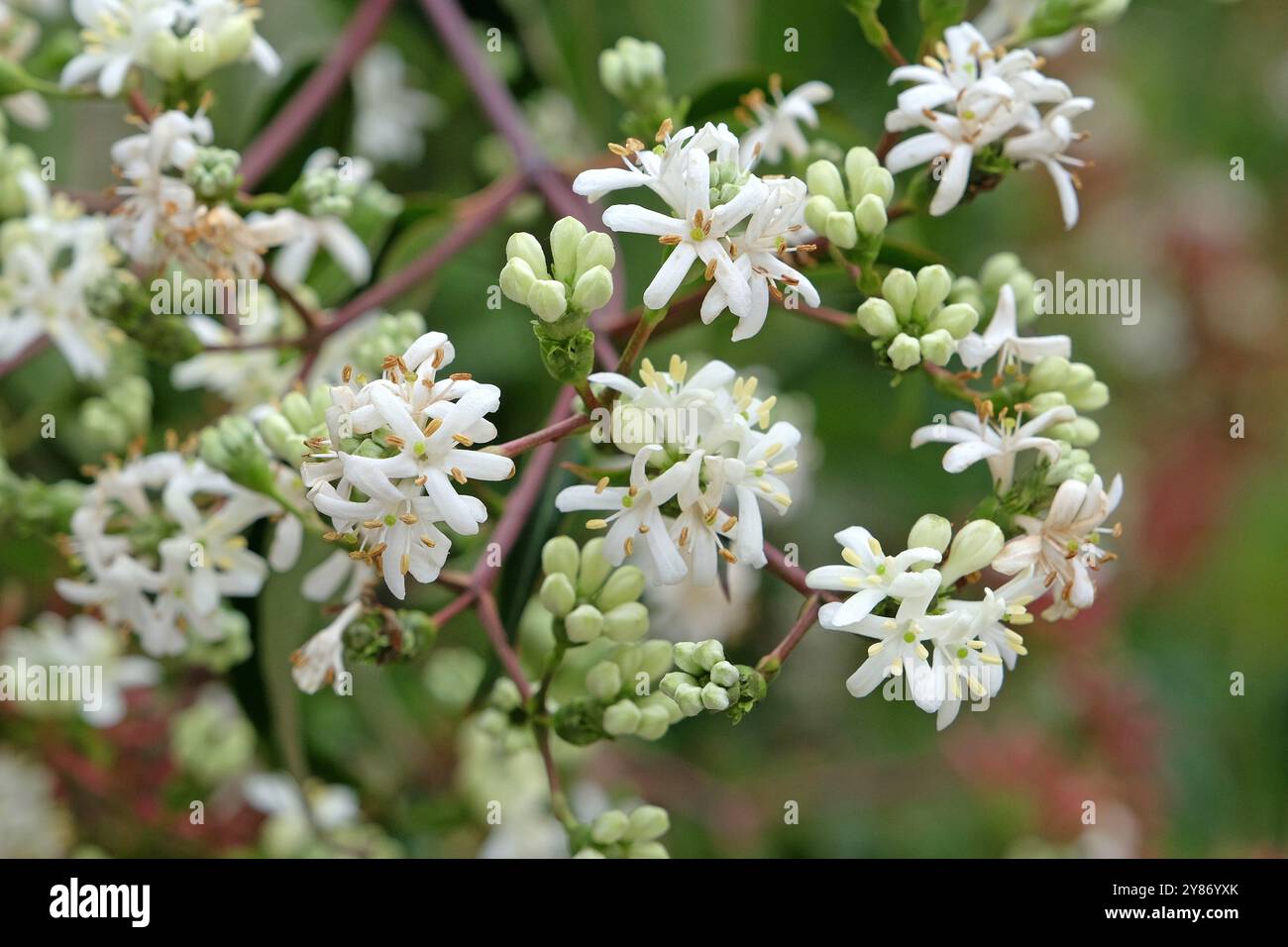 White Heptacodium miconioides, the seven son flower tree, in bloom ...