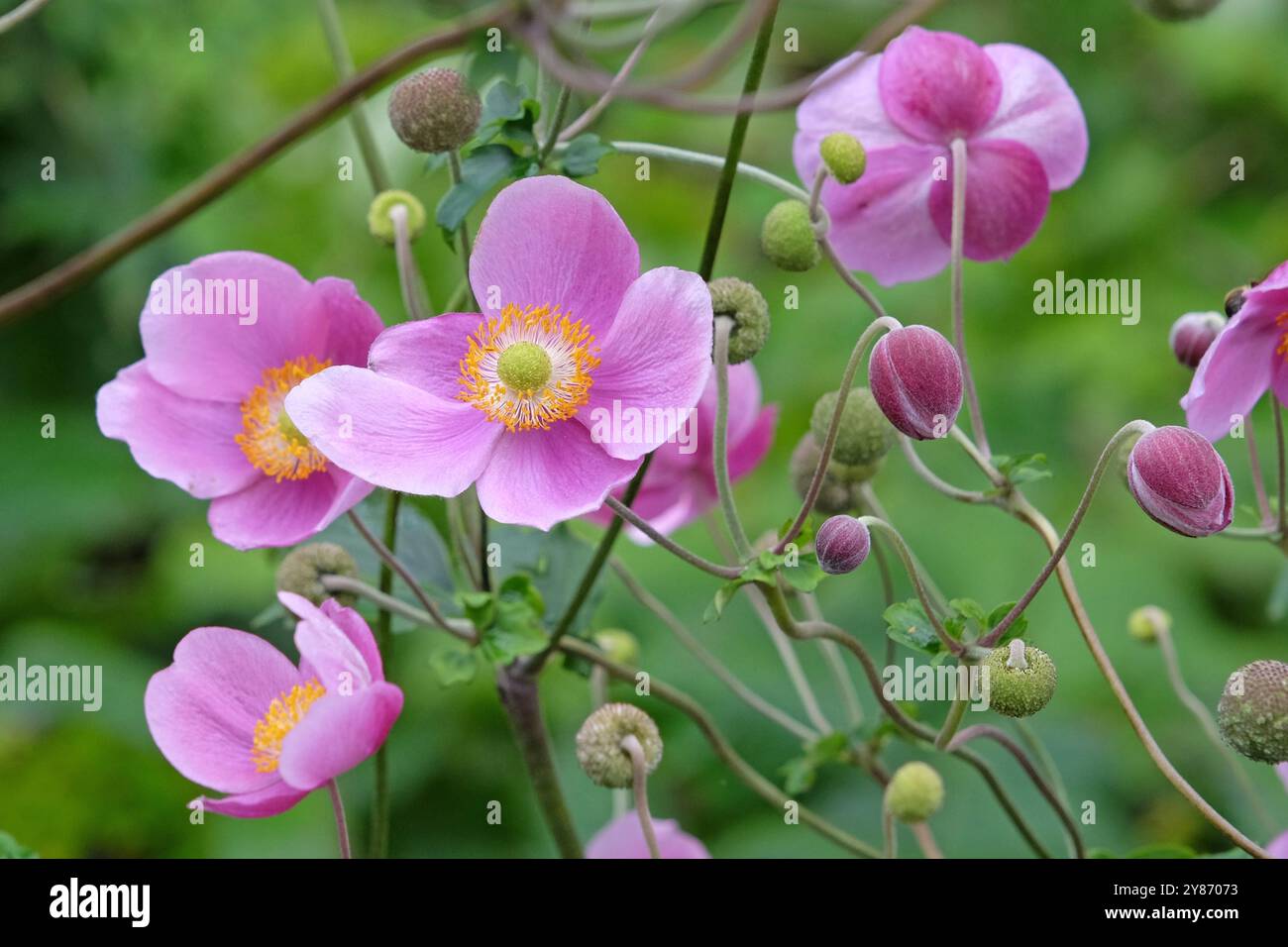 Pink Japanese Anemone hupehensis variety japonica ‘Splendens’ in flower ...