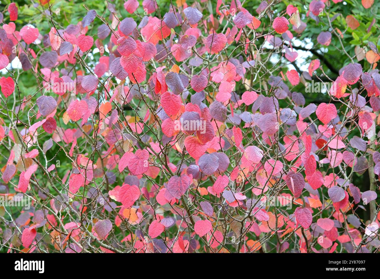 The red autumn leaves of Disanthus cercidifolius tree, the Redbud Hazel ...